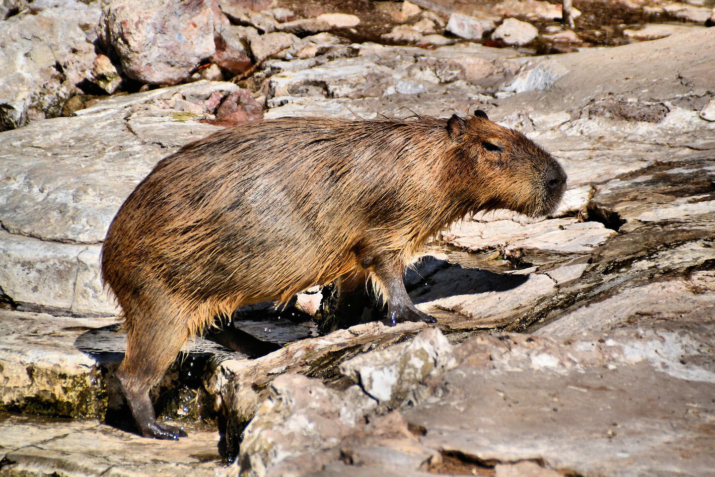 Nutria Rat Emerging from Creek at Buenos Aires Zoo in Buenos Aires ...