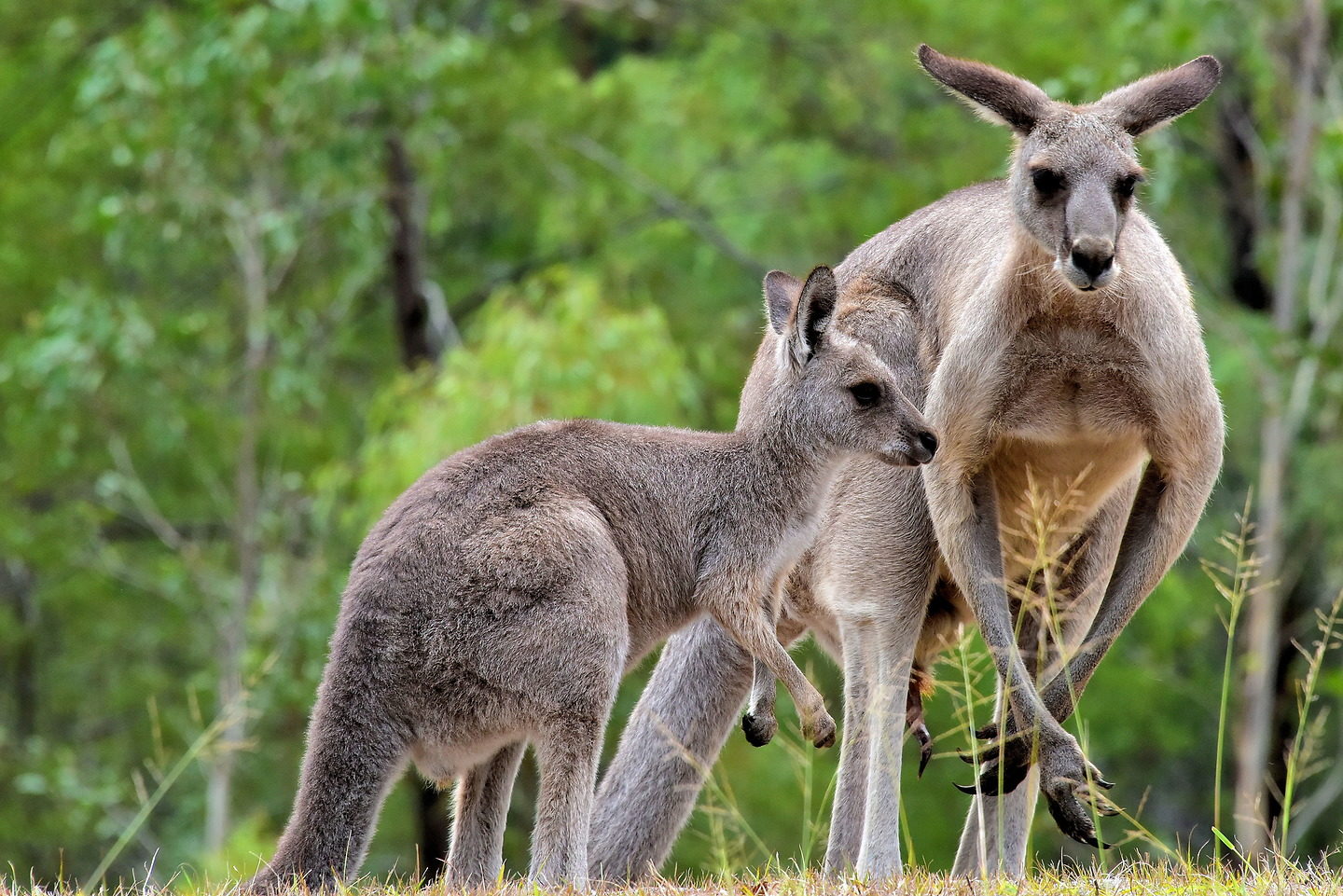 Eastern Grey Kangaroos at Euroka Clearing near Glenbrook in Blue ...