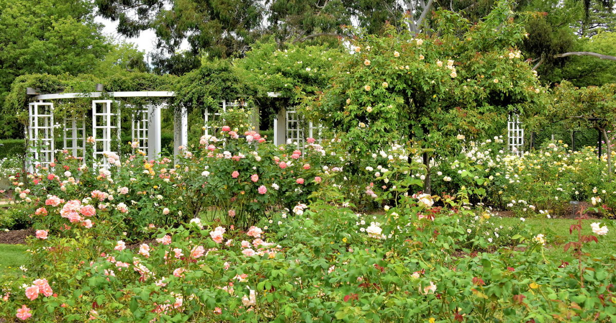 Rose Garden at Old Parliament House Gardens in Canberra, Australia ...