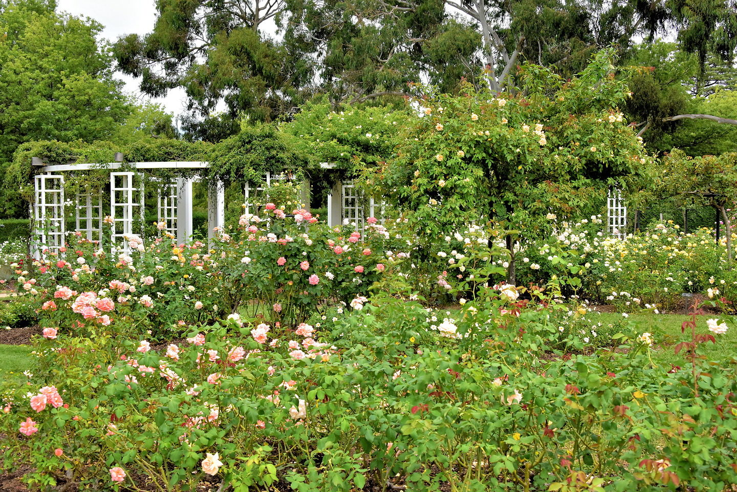 Rose Garden at Old Parliament House Gardens in Canberra, Australia ...