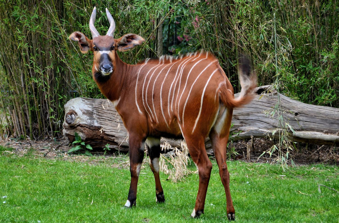 Eastern Bongo Antelope at Antwerp Zoo in Antwerp, Belgium - Encircle Photos