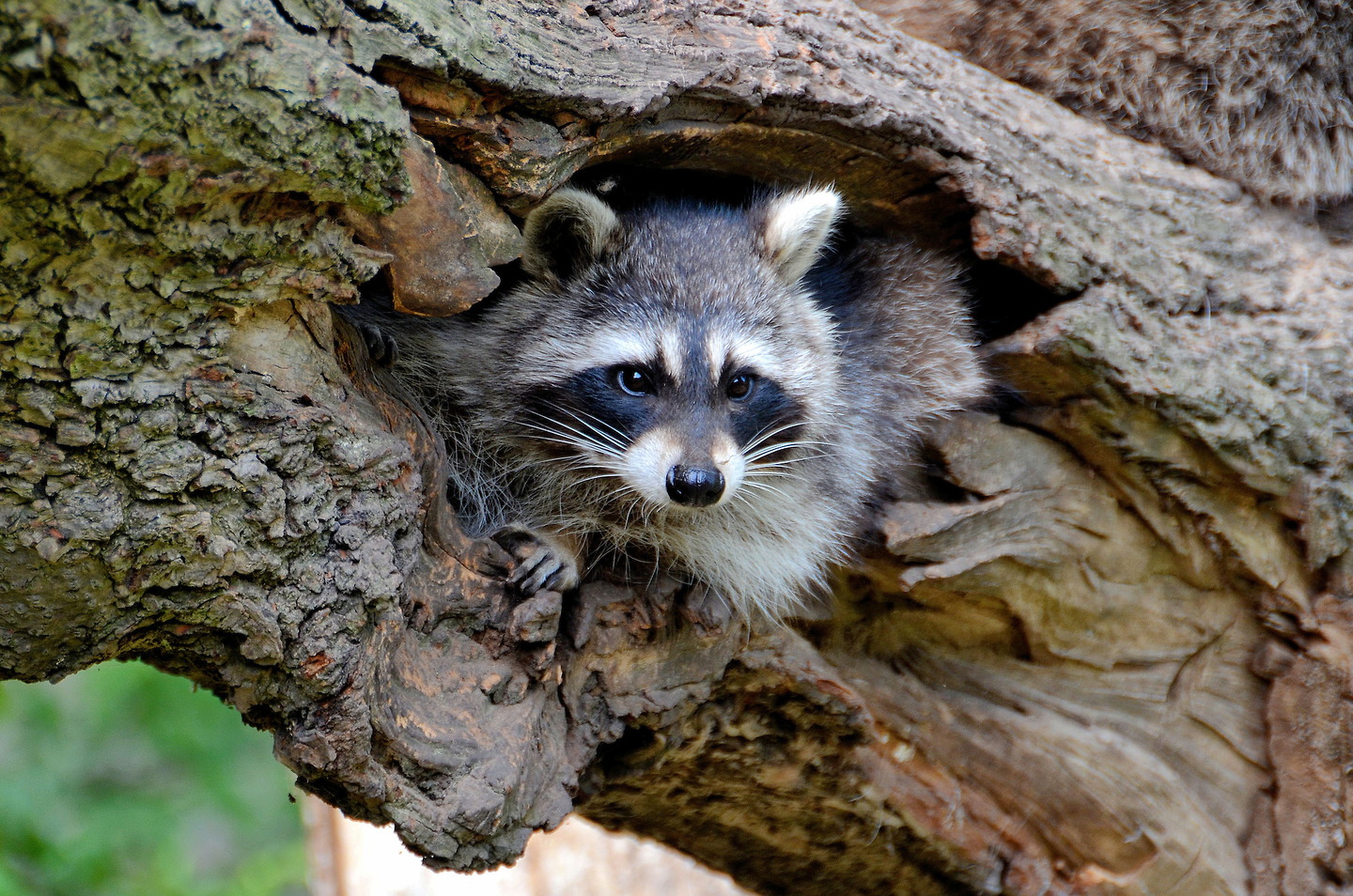 Animals - One Travel Guide - Encircle Photos