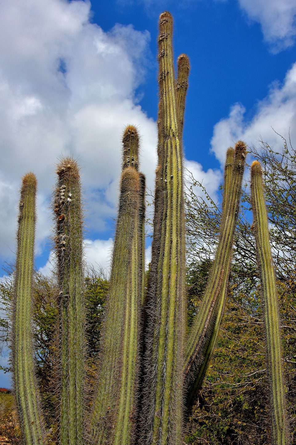 Kadushi di Pushi Cactus North of Kralendijk, Bonaire - Encircle Photos