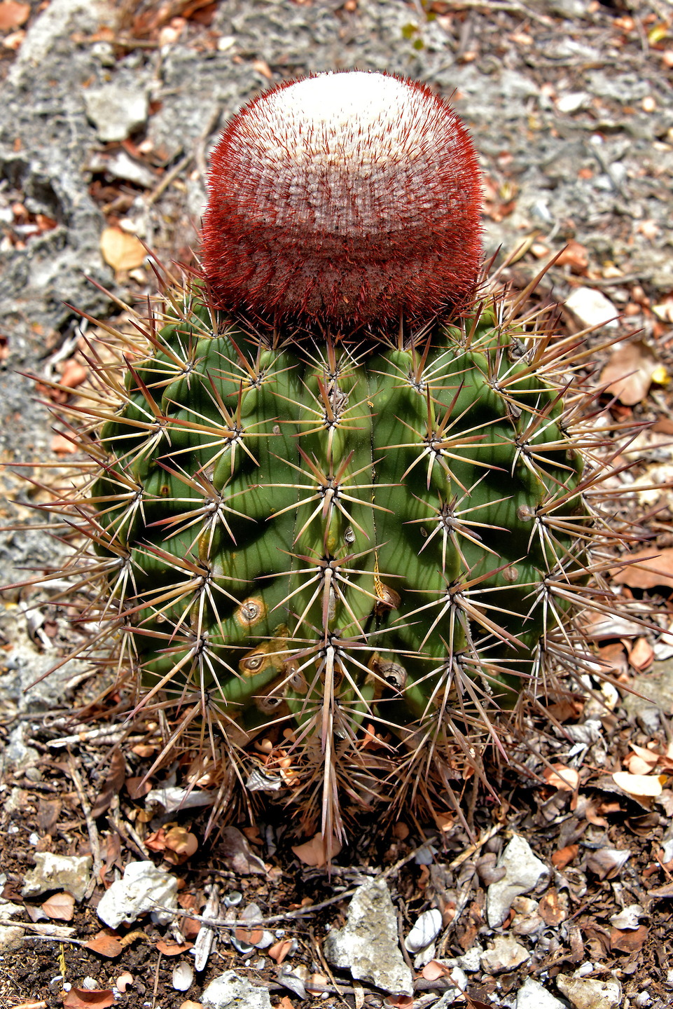 Melon Cactus with Red Cephalium North of Kralendijk, Bonaire - Encircle ...
