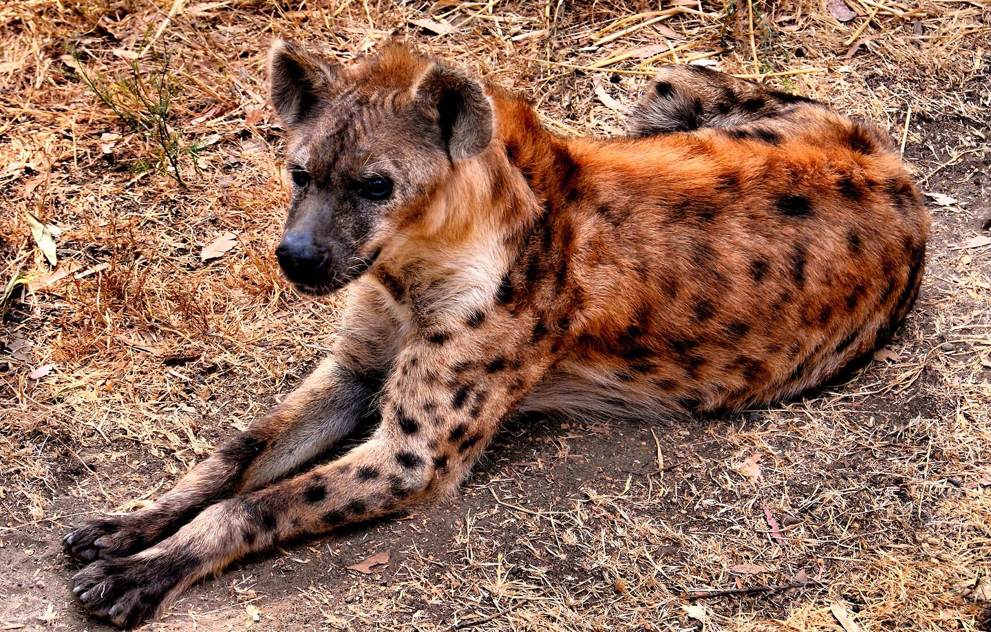 Spotted Hyena Laying Down at Oakland Zoo in Oakland, California ...