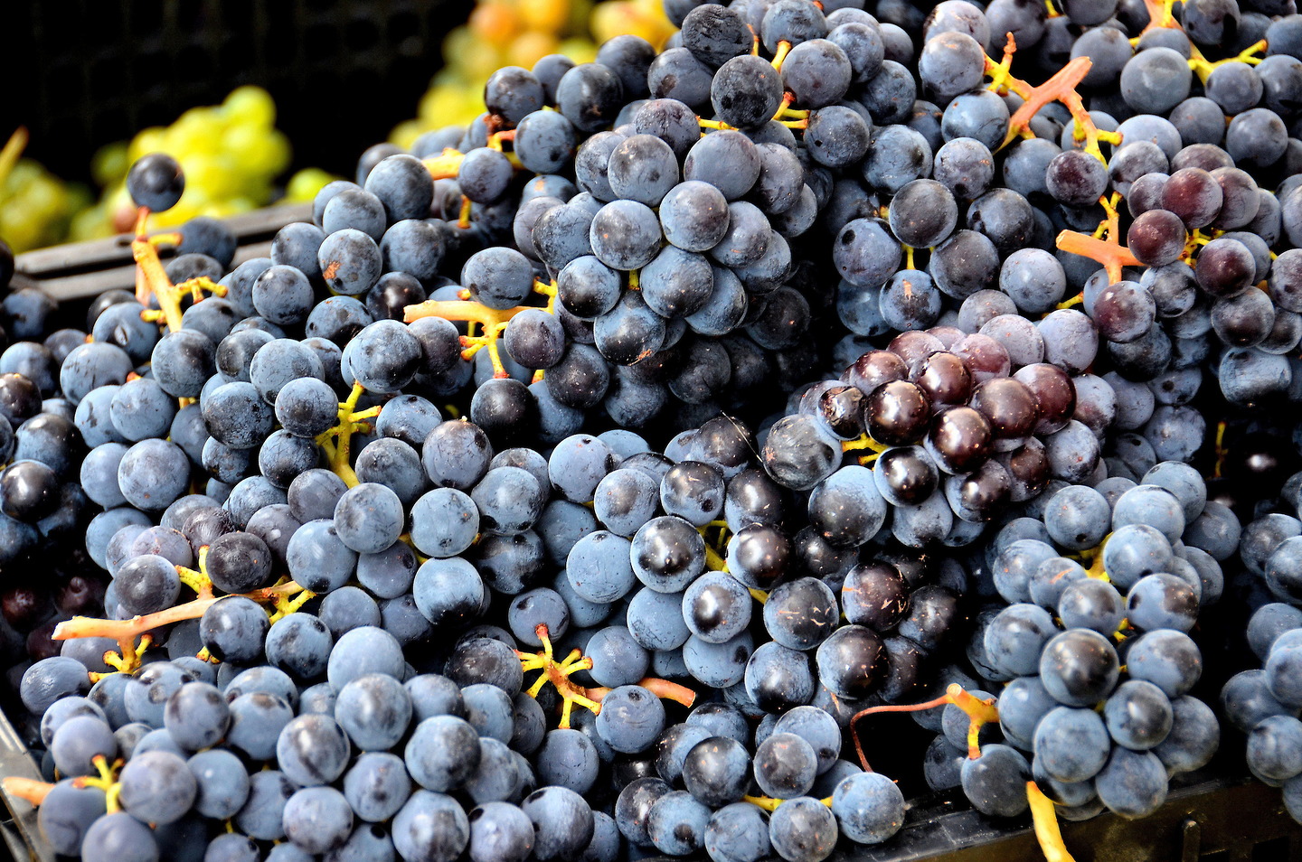 Coronation Grapes Clusters at Farmers Market in Vancouver, Canada ...