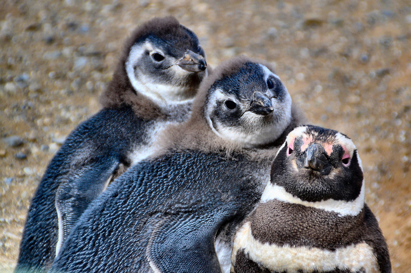 Magdalena Island Penguins Travel Guide - Encircle Photos