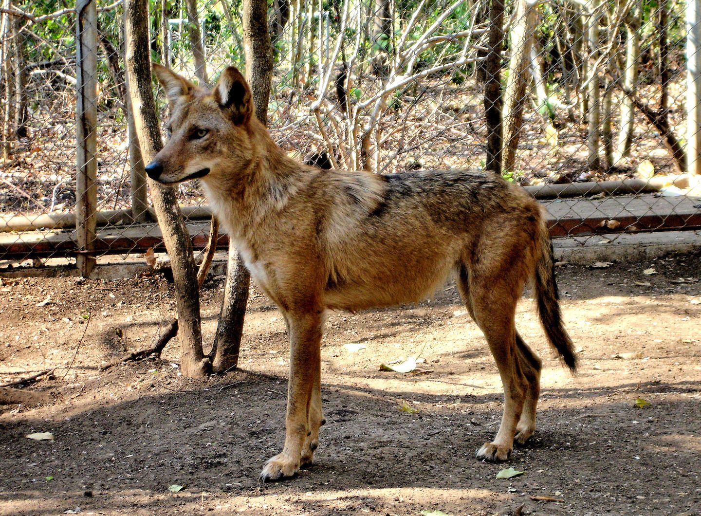 Wolf at Animal Rescue Center in Costa Rica - Encircle Photos