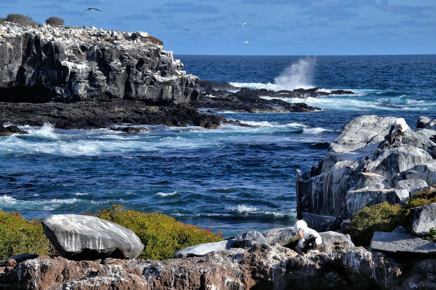 Southern Coast Seabirds at Punta Suárez on Española Island in Galápagos ...