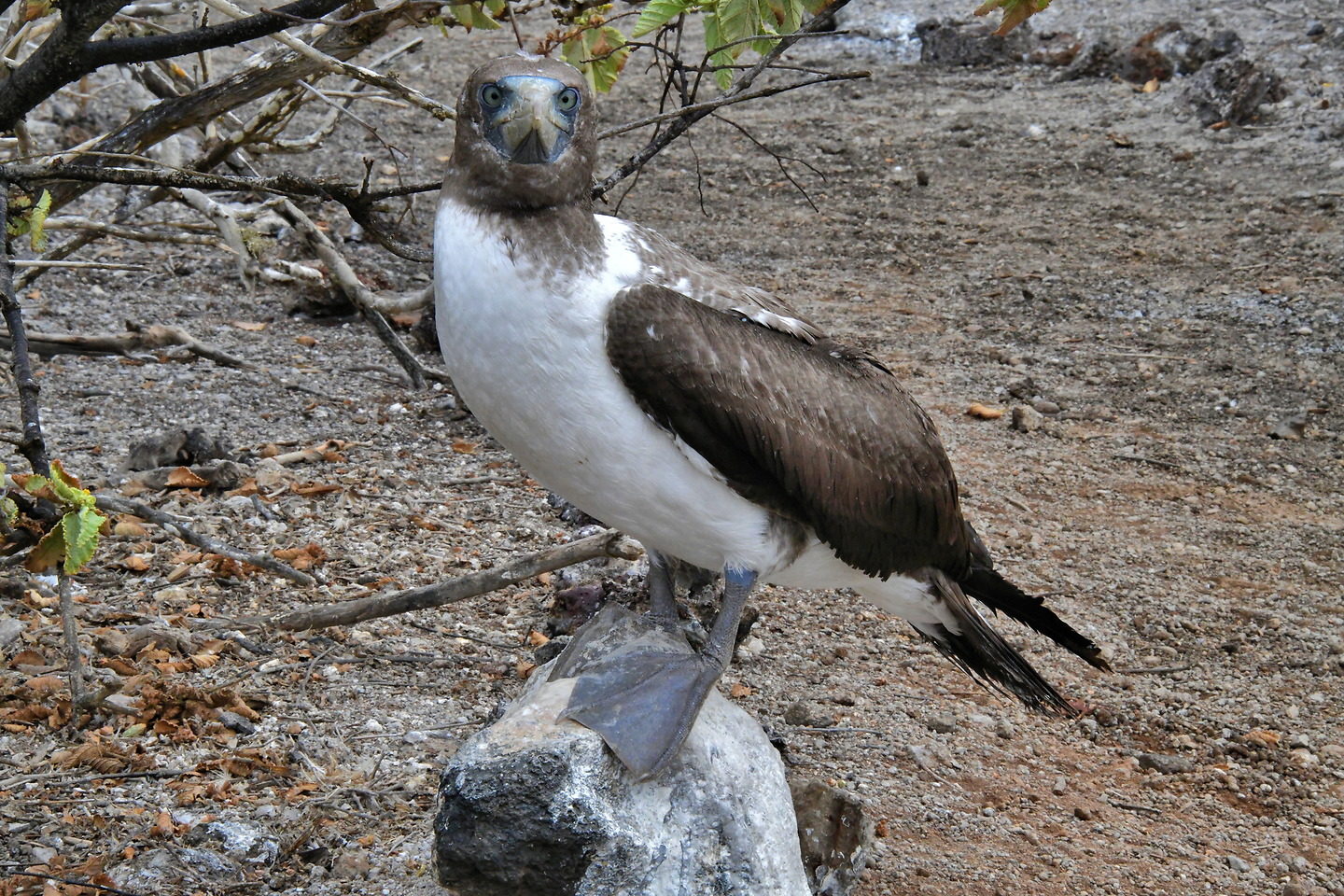 Elder Blue-footed Booby at Prince Phillip’s Steps on Genovesa in ...