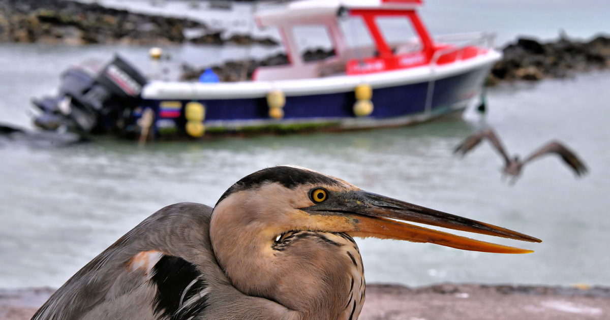 Great Blue Heron in Puerto Ayora on Santa Cruz Island in Galápagos, EC ...