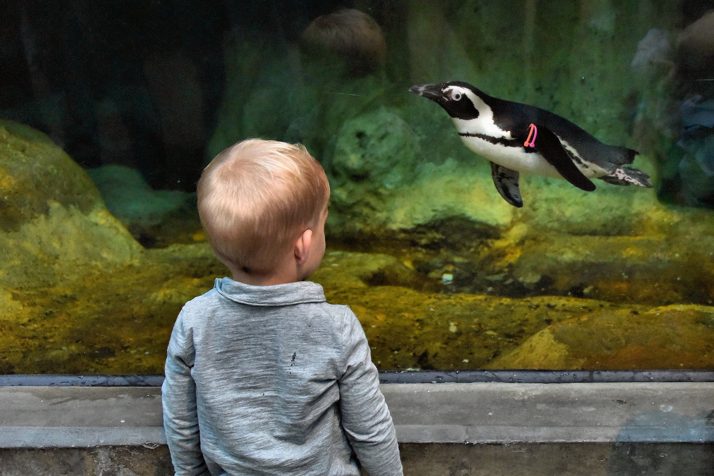 Boy Watching Swimming Penguin at Aquarium in Tampa, Florida - Encircle ...
