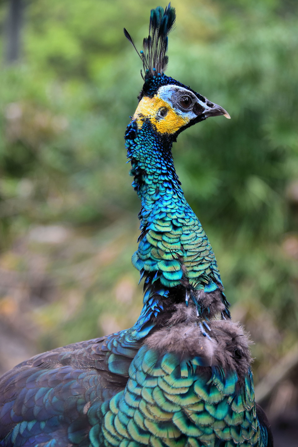 Palawan Peacock-pheasant at Busch Gardens in Tampa, Florida - Encircle ...