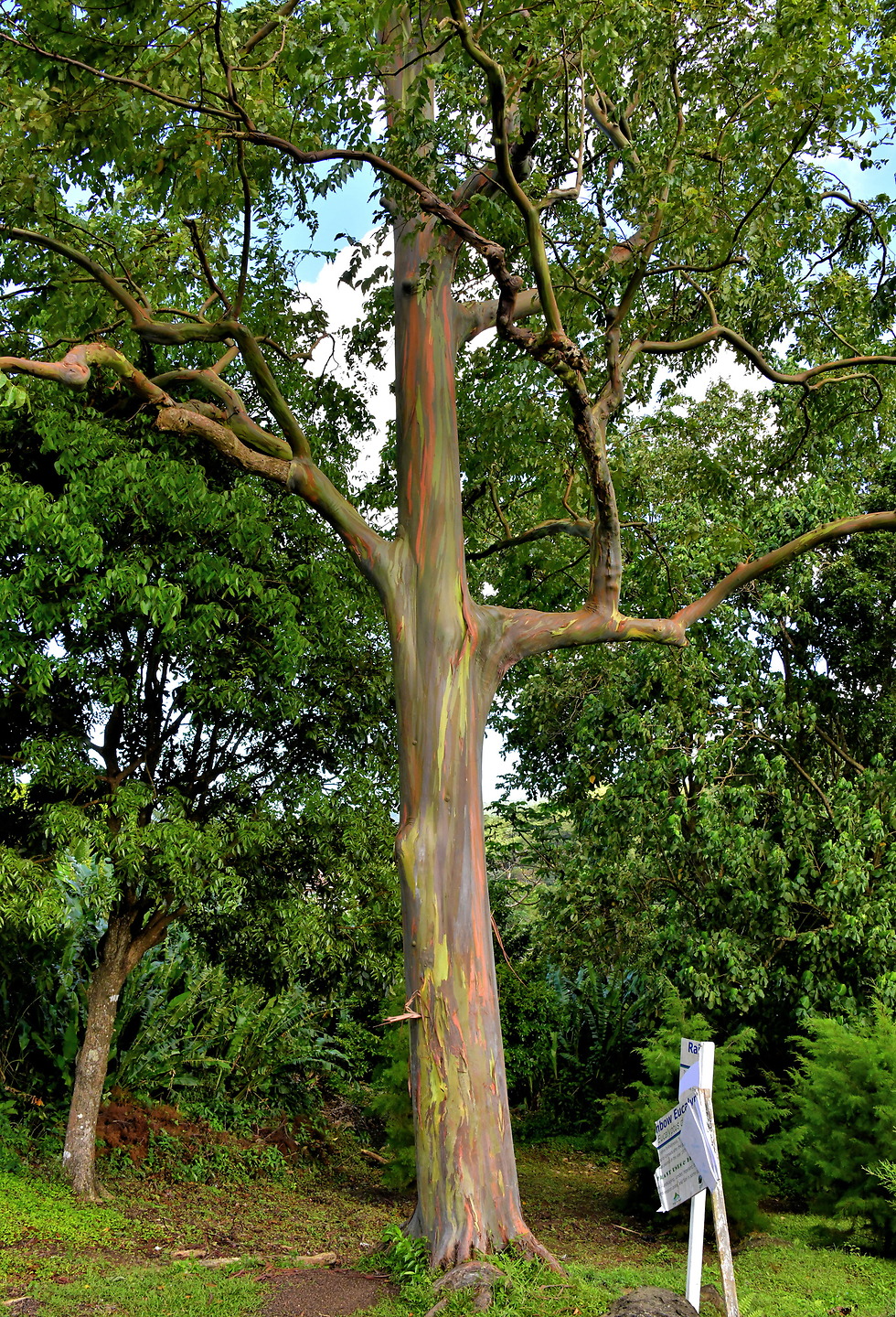 Rainbow Tree in Saint George Parish, Grenada - Encircle Photos