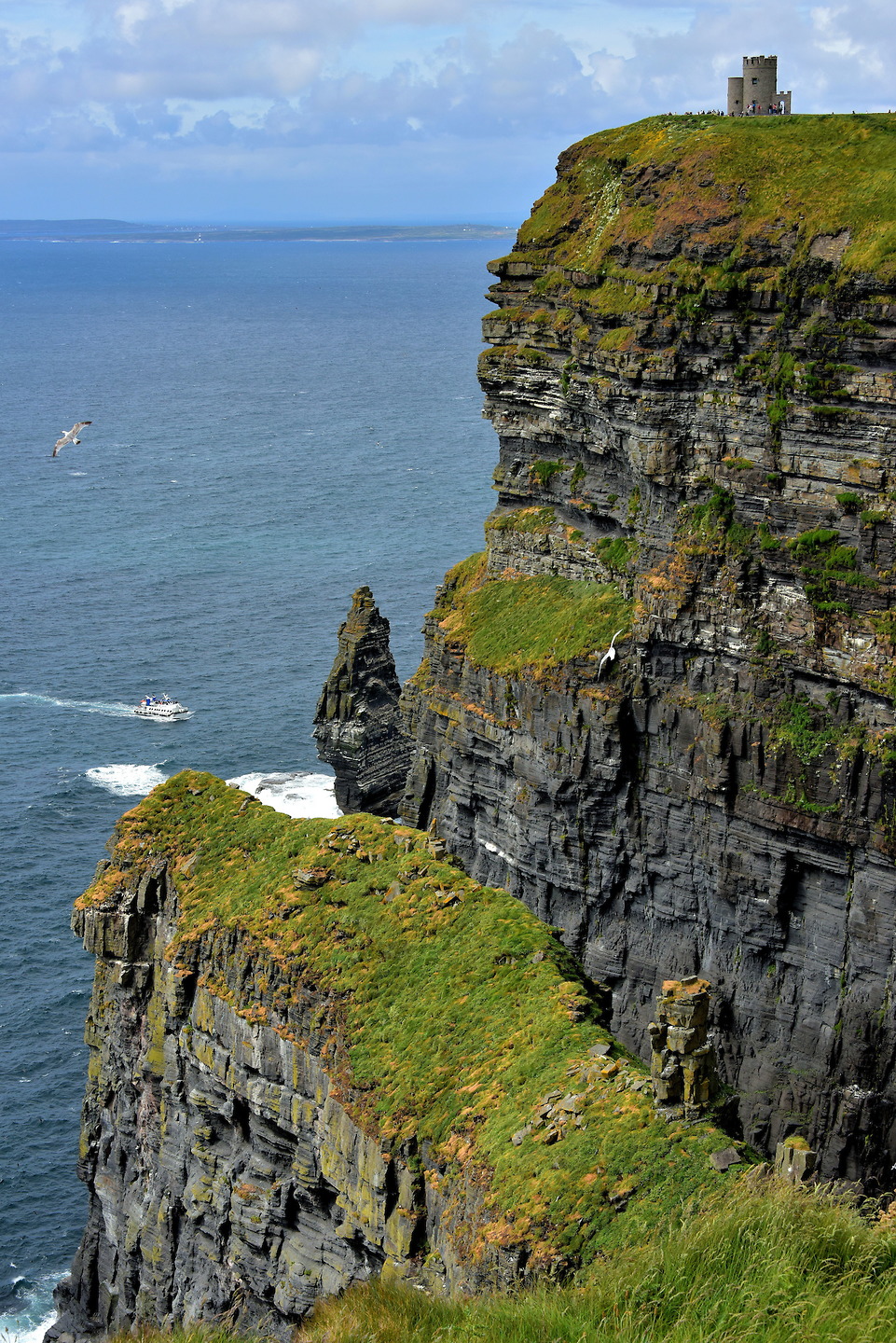 Bird Colonies at Cliffs of Moher near Liscannor, Ireland - Encircle Photos