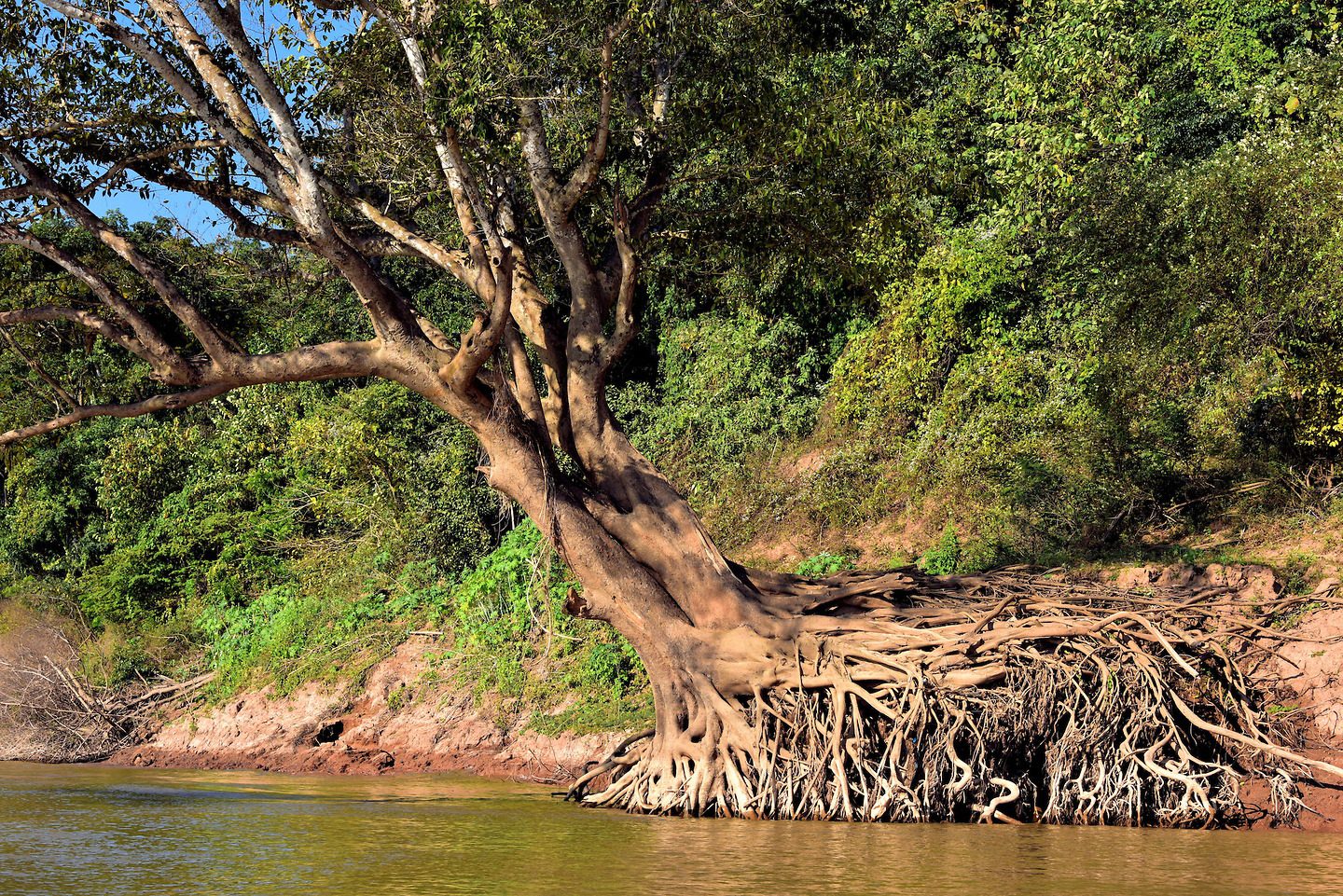 Tree Roots Exposed on Mekong Riverbank in Luang Prabang, Laos ...