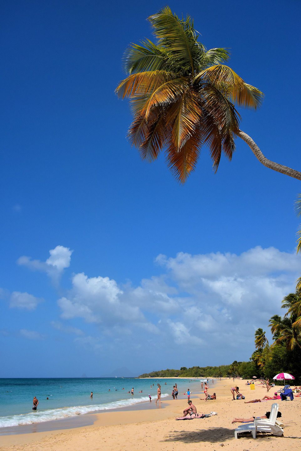 Crooked Coconut Tree at Salines Beach near Sainte-Anne, Martinique ...