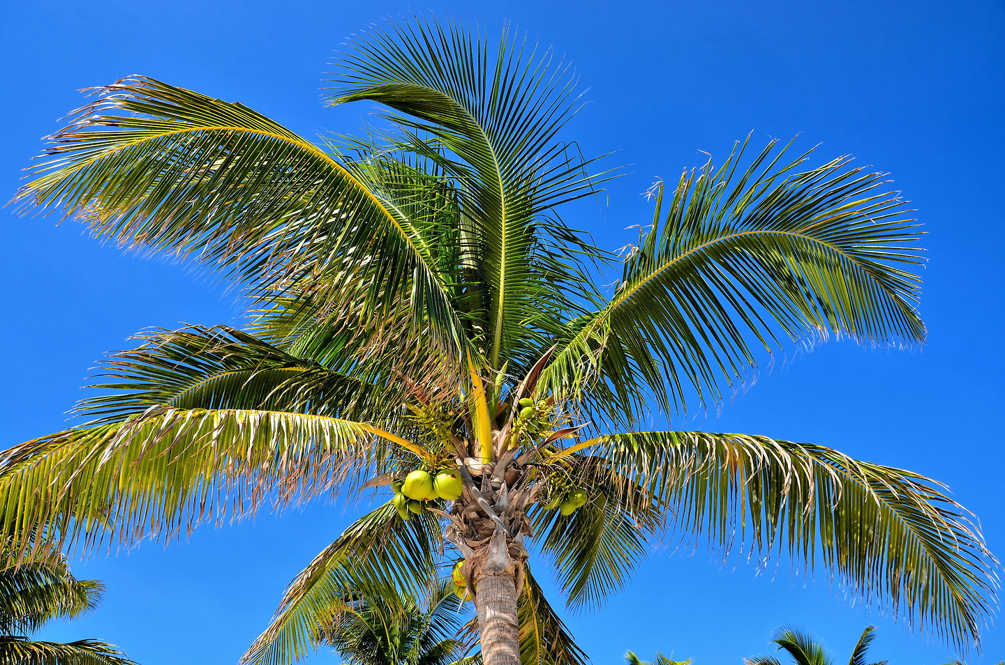 Coconut Palm Tree at Riviera Maya, Mexico - Encircle Photos
