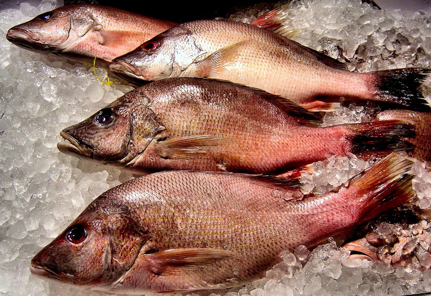Fresh Thai Fish on Ice at Patong Restaurant in Phuket, Thailand ...