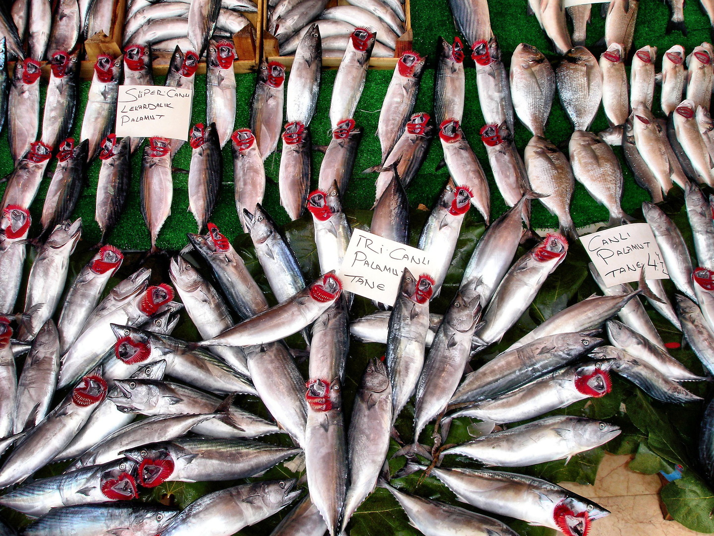 Palamut or Bonito Fish on Display in Market in Istanbul, Turkey ...