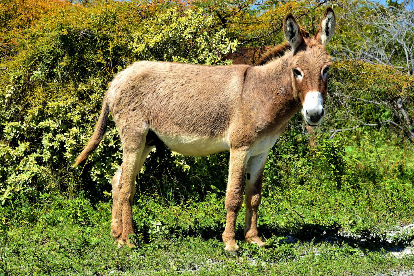Wild Donkey in Grand Turk, Turks and Caicos Islands - Encircle Photos