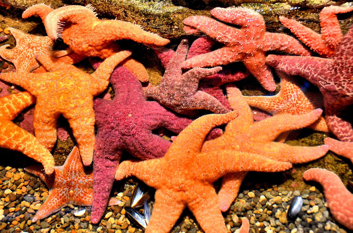 Starfish: Purple Sea Star and Leather Star at Seattle Aquarium in ...
