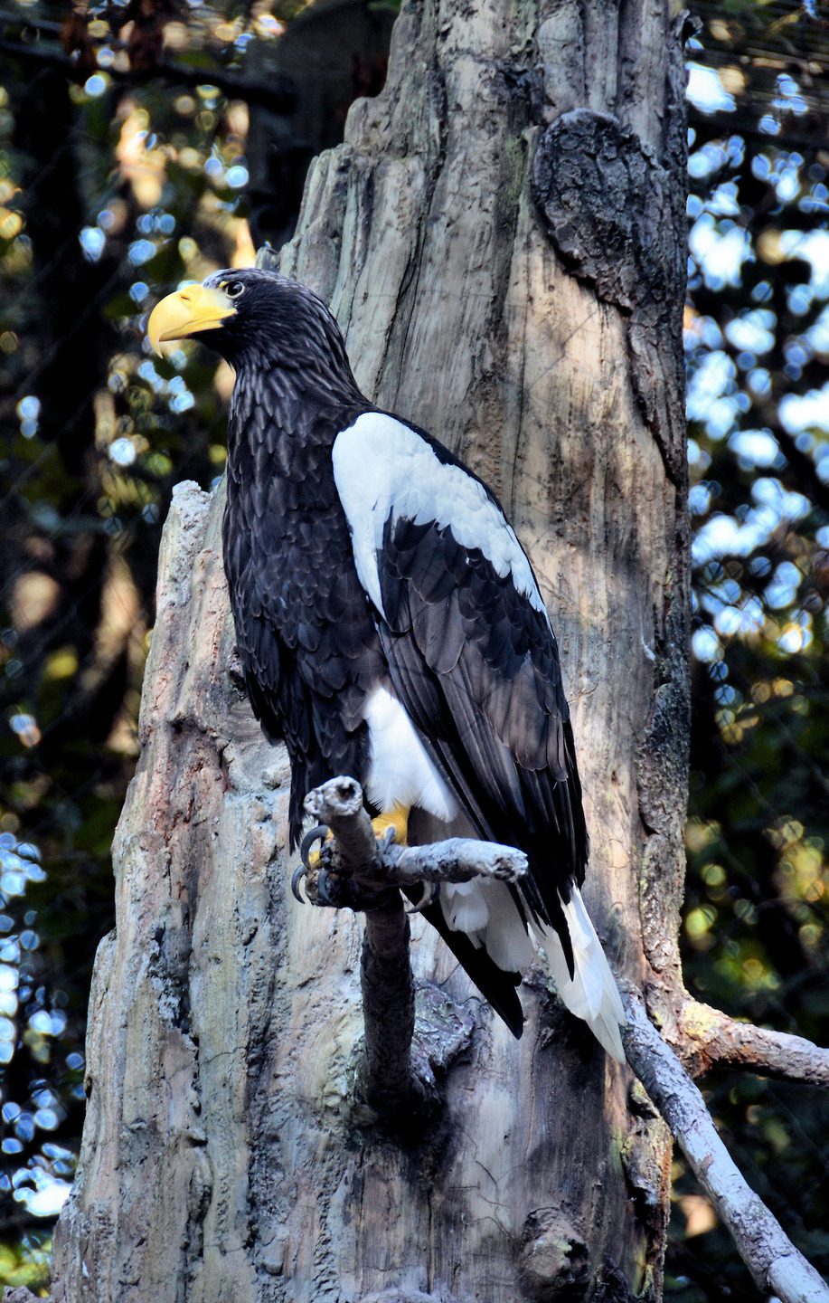 Steller's Sea Eagle at Woodland Park Zoo in Seattle, Washington ...