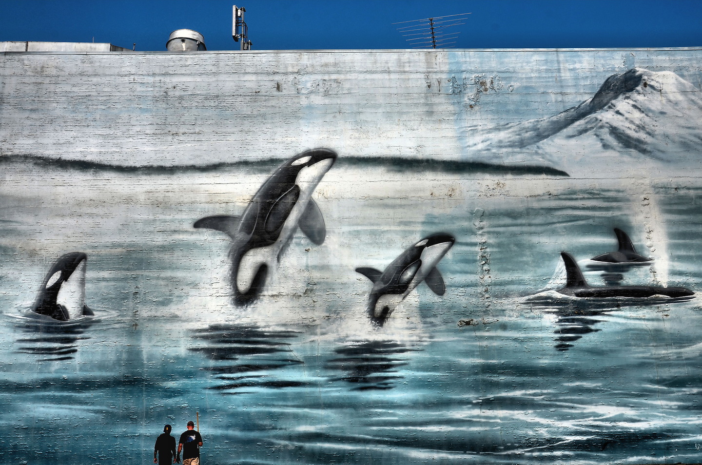 Washington Orcas Wyland Whaling Wall on Bowes Building in Tacoma ...